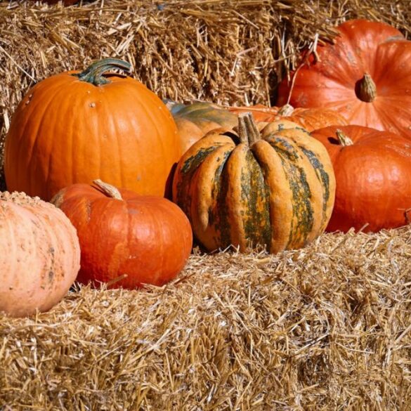 October 2025 Events in Bergen County, NJ - The Bergen County Girl