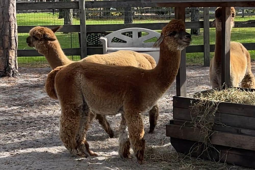 7 Must-Visit Alpaca Farms Near the Jersey Shore - The Jersey Shore Girl