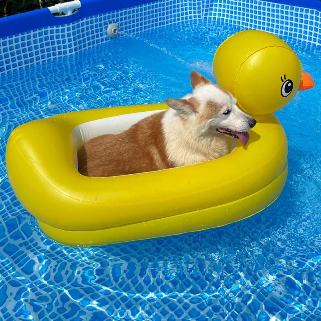 Wildwood is Hosting a Beach Walk + Pool Party for Pups This September - The Jersey Shore Girl