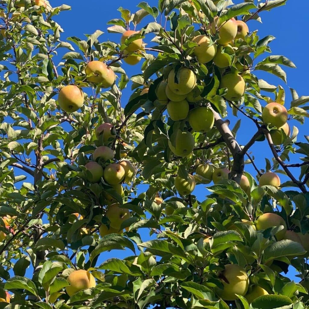 Where to Go Apple + Pumpkin Picking at the Jersey Shore - The Jersey ...