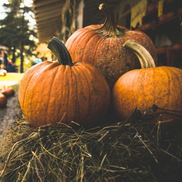 A Guide to Fall Festivals at the Jersey Shore for 2025 - The Jersey ...